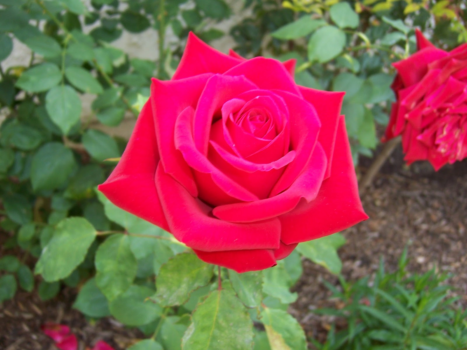 Confessions of a Lazy Gardener: What's Blooming in April? - Roses