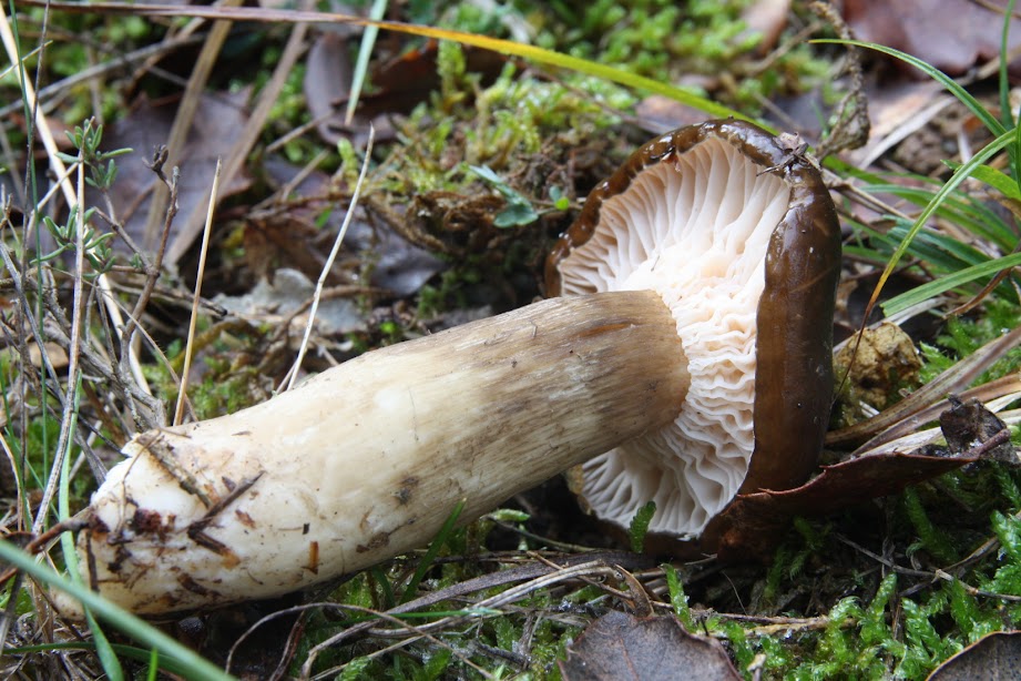 Guía de Setas y Hongos de Navarra.: Hygrophorus calophyllus P. Karst