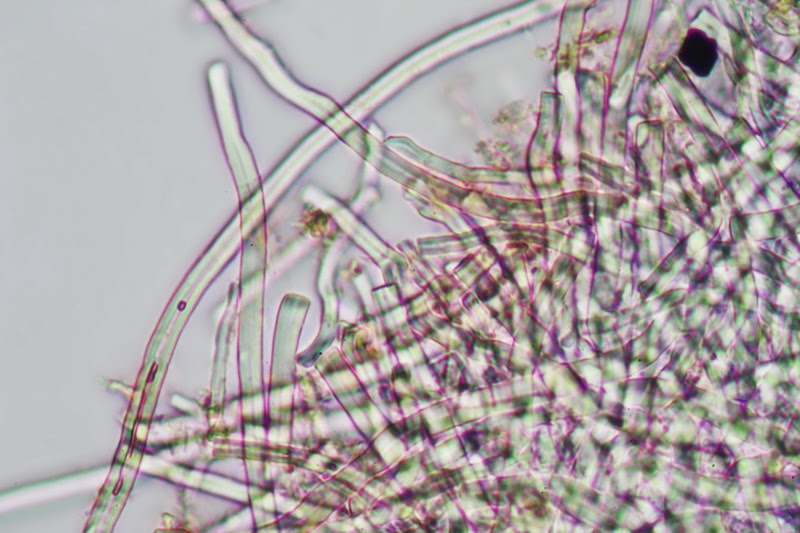 El mundo microscópico de los hongos: Basidiomicetos