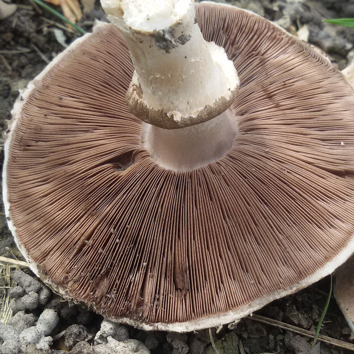 Guía de Setas y Hongos de Navarra.: Agaricus bisporus (Lge.)Sing.