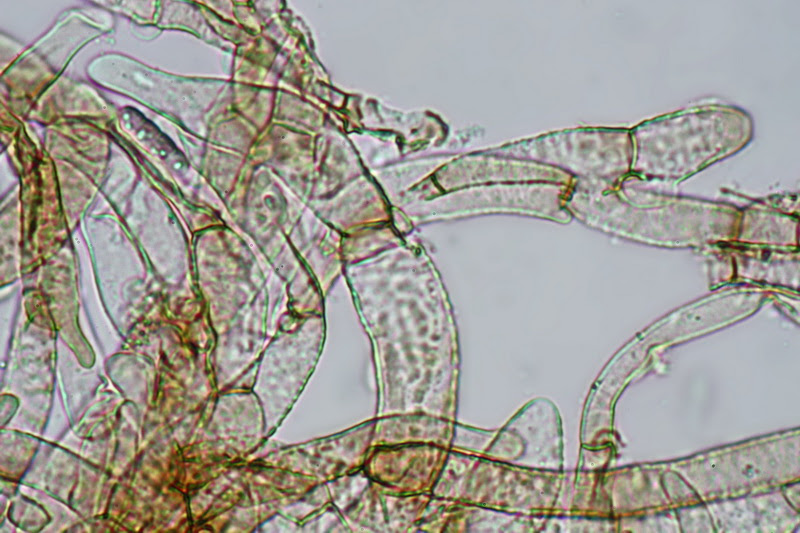 El mundo microscópico de los hongos: Inocybe terrigena (Fr.)Kuhn