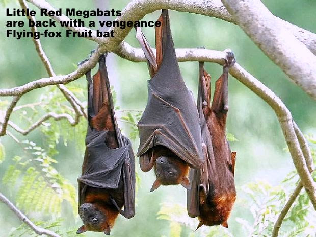 Little Red Megabats are back with a vengeance Flying-fox Fruit bat
