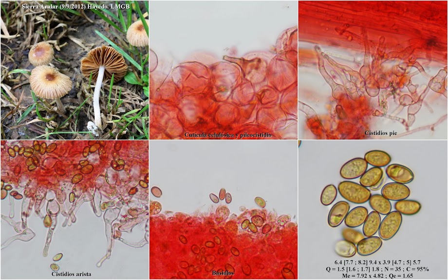 Guía de Setas y Hongos de Navarra.: Galerella plicatella (Peck) Singer