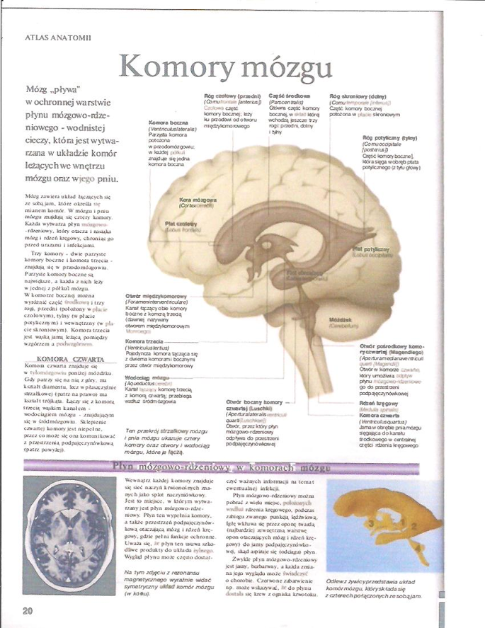 Biologia - nauka o życiu: Układ nerwowy: Mózg, mózgowie i budowa ...