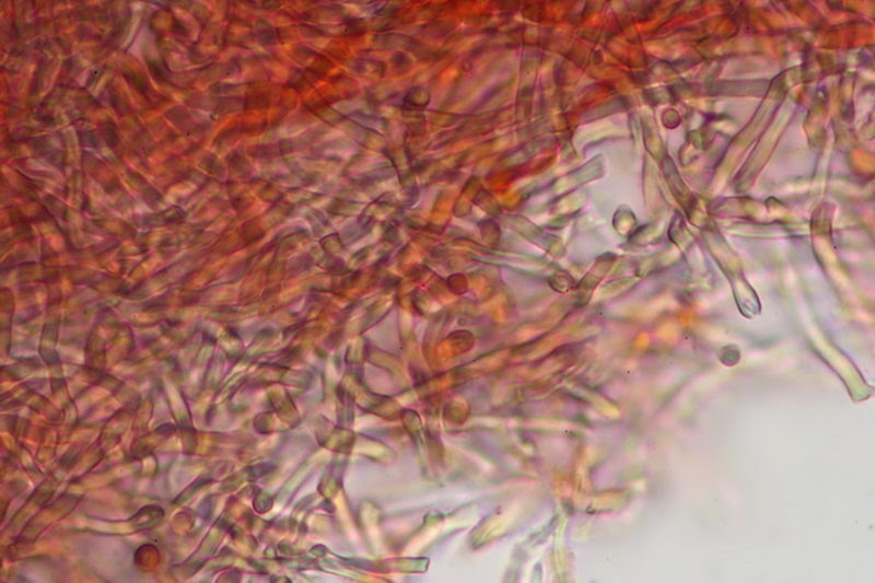 El mundo microscópico de los hongos: Basidiomicetos