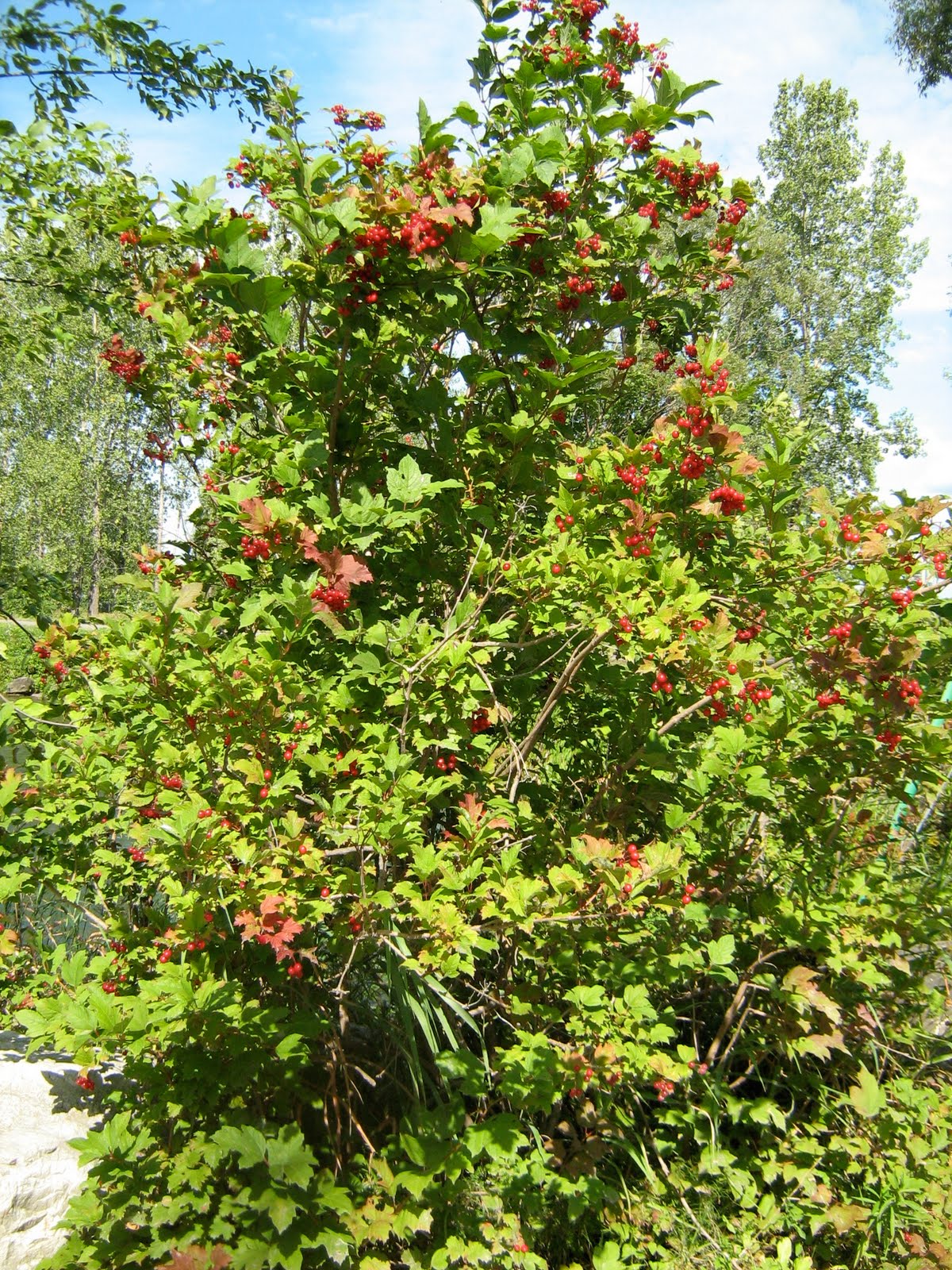 Un pimbina qui ne passe pas inaperçu