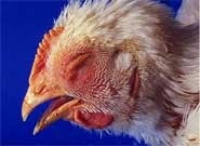 PRINCIPALES ENFERMEDADES DE LAS AVES: Colera aviar