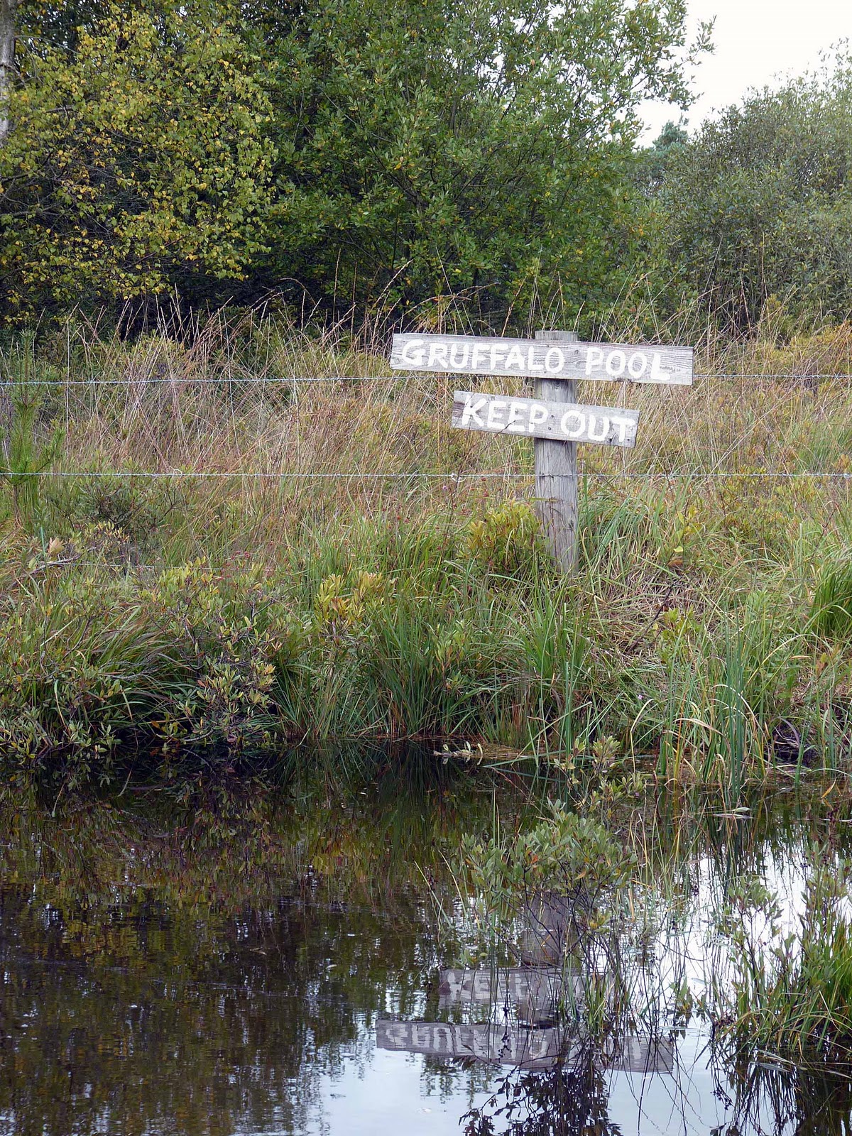 Dorset Allsorts: Wareham Forest in Autumn