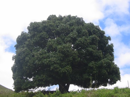 Palipad Hangin...: Ang Puno ng Mangga