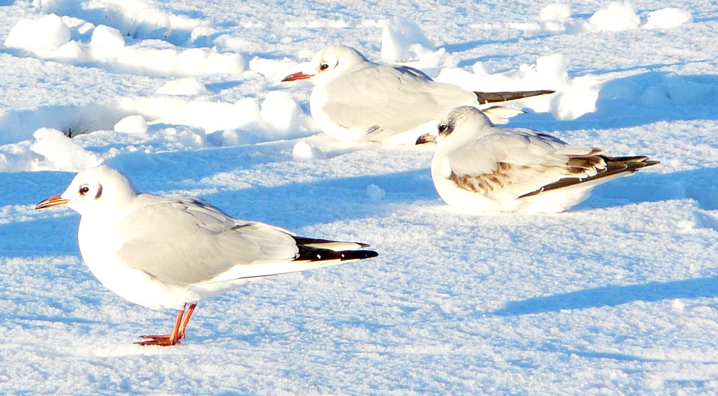 Calderdale Wildlife: Med Gull