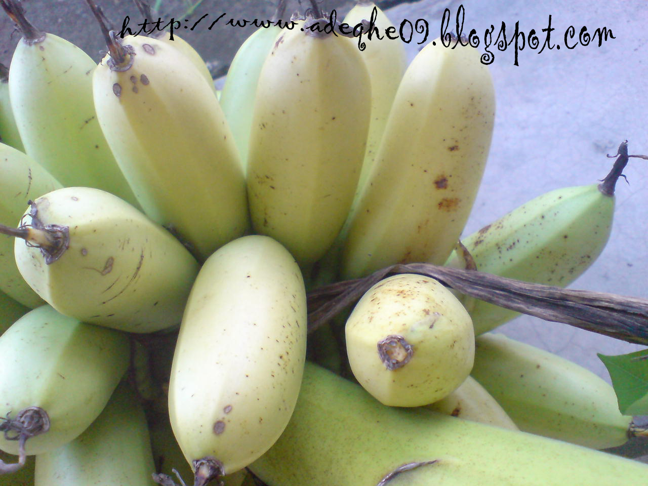 Our Stories....: PISANG EMAS @ Musa acuminata Colla