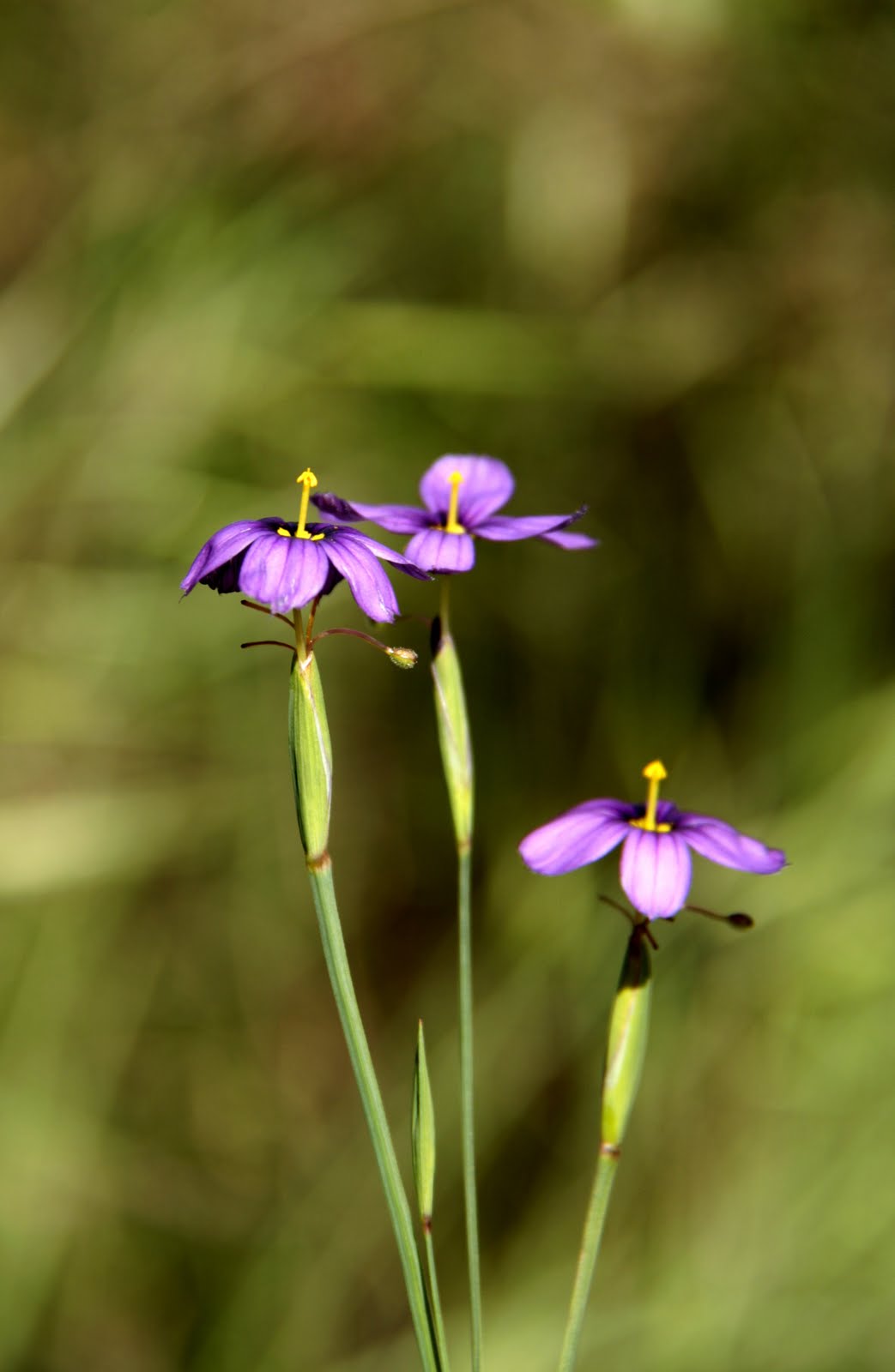SNEAK A PEEK: Little Purple Flowers