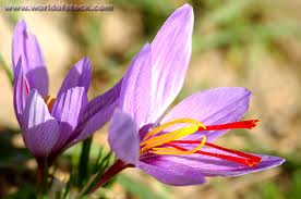 Pawprints in the Sands of Time: SAFFRON!!