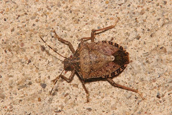 Oregon Invasive Species: The Bugs Go In, The Bugs Go Out, The Bugs Play ...