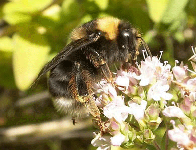 Oregon Invasive Species: Bumble Bees and Bureaucrats