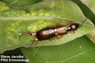 Oregon Invasive Species: Invasive Species Under Your Nose - European Earwig