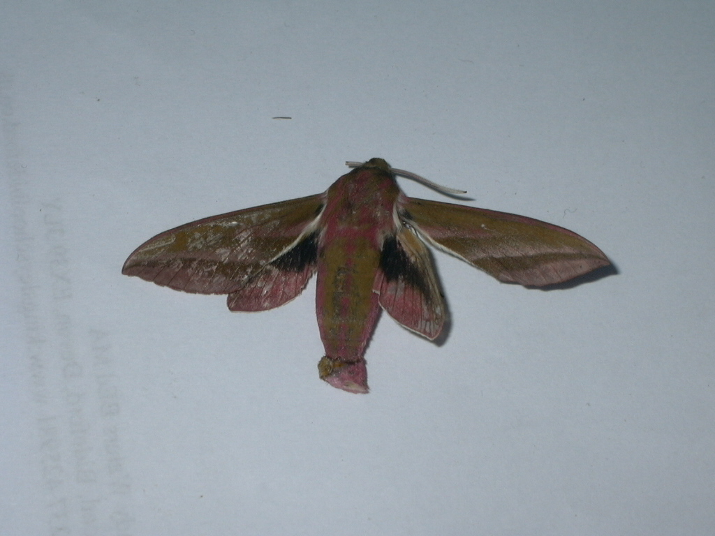 Hill Top Tails: Pink & Green Moth!