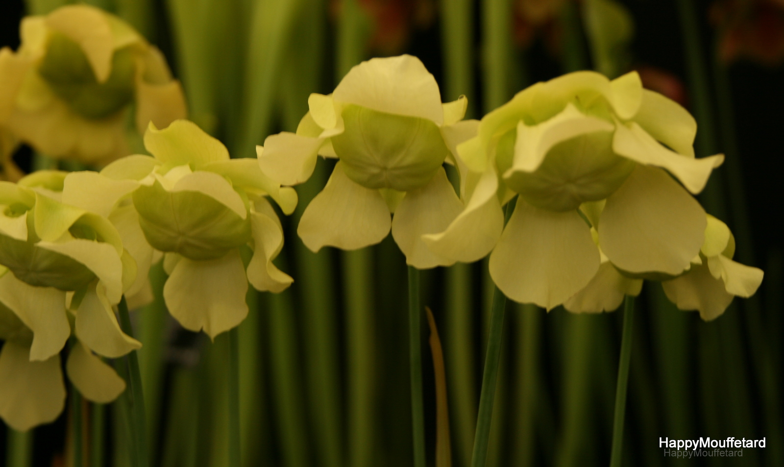 The Inelegant Gardener: Plant, plant, plant yourself dizzy...