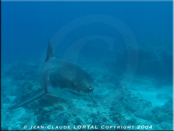 Rodrigues via Mauritius: White shark in Mauritius...Weißer Hai in ...