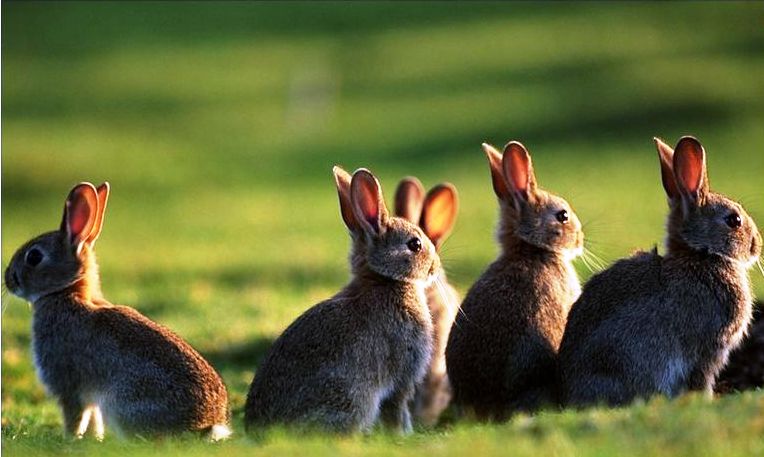 Rodrigues via Mauritius: 新年快乐 - KUNG SHEE FAT CHOY....Sanftmut und ...