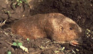 cuando un sueño muere es por que se ha hecho real