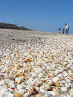 Coastal Creations & Design: Sea Shell Hunting at John D.MacArthur Beach ...