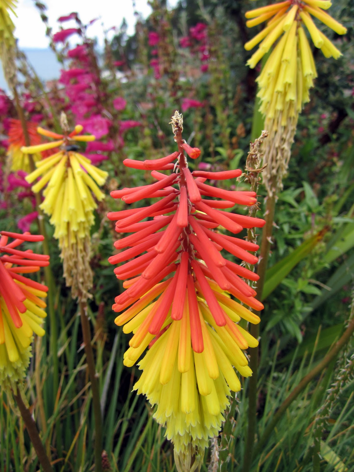 jake & kim: Cocacabana