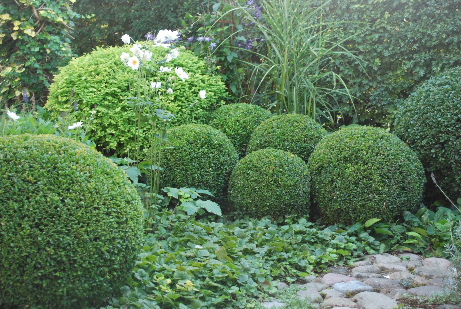 Katarinas trädgård: Formklippa är kul!