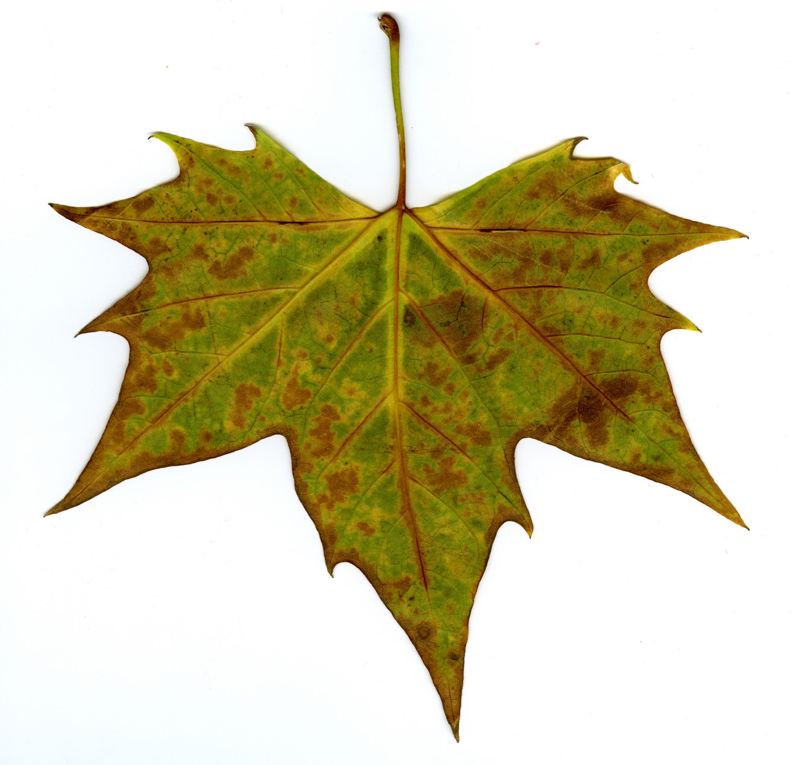 3D Modelling: week 3 - leaf and materials