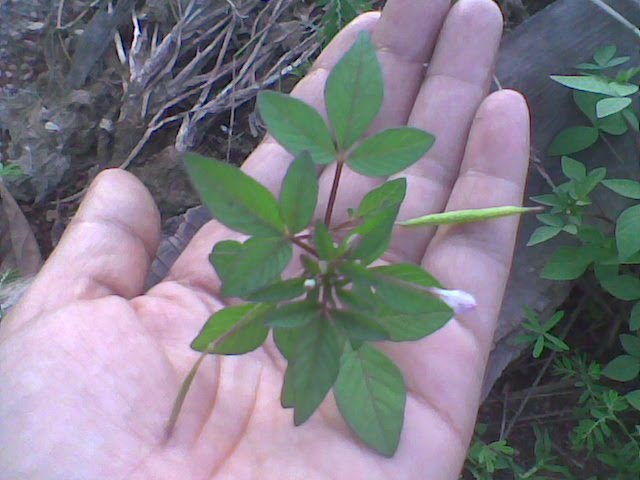 My Gallery: Pokok Maman