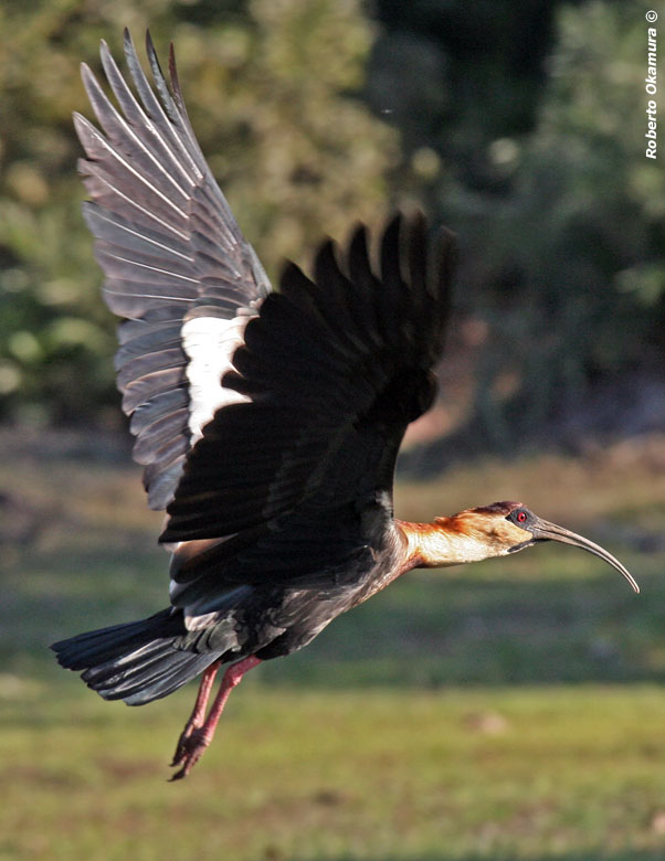100 % Pantaneiro: Curicaca