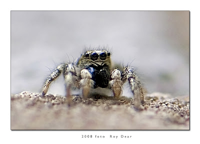 Foto's: Zebraspin of Harlekijnspin