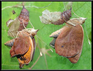 LOS TAXÓNOMOS: TIPOS DE PUPAS ESTUDIADAS EN CLASE