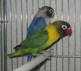 Inseparabili AgapornisTropical Birds - Pappagallini - Inseparabili ...