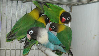 Inseparabili AgapornisTropical Birds - Pappagallini - Inseparabili ...