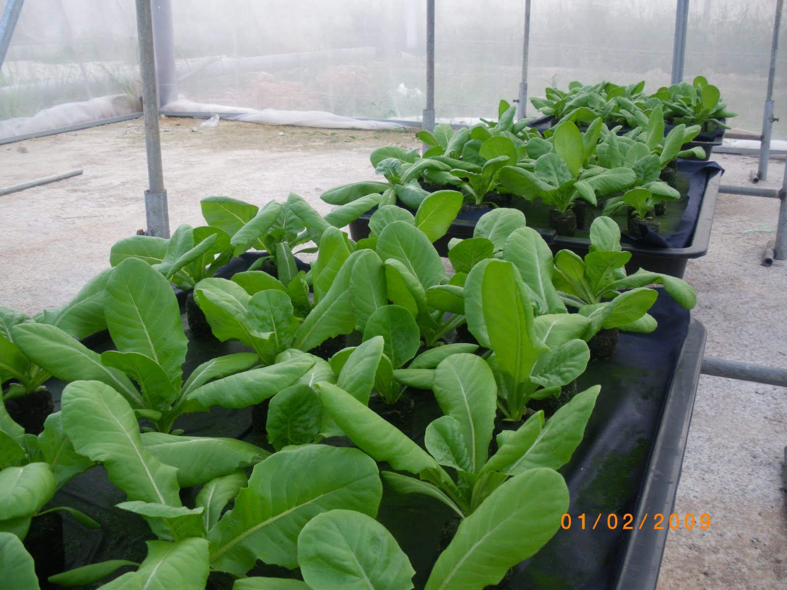 AKM TANI (Kedai kelengkapan FERTIGASI, hidroponik dsb): Easy ponic ...