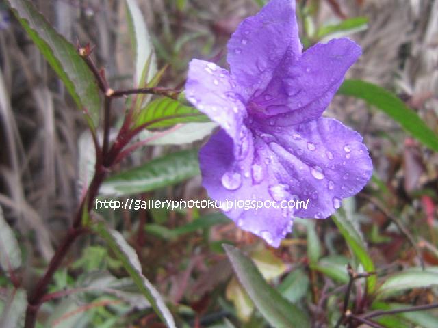 gallery photoku: Bunga Ungu