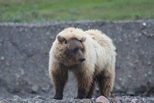 Ken Ilgunas: Dear Gates of the Arctic