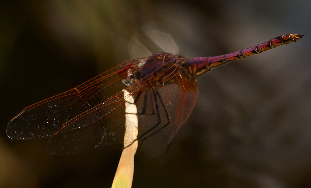 Photographer: Dance of the Dragonfly ( 11 December 2010 )