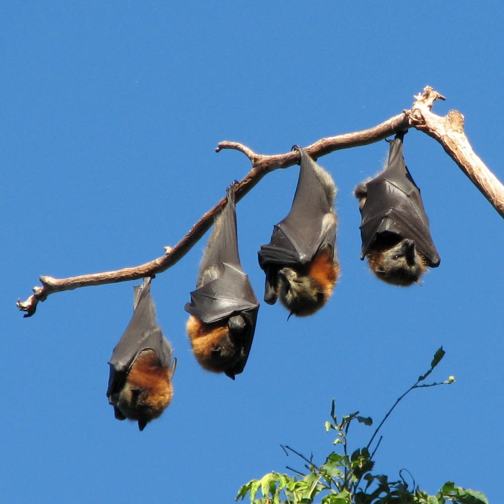 CIENCIAS NATURALES GRADO GRADO 8°. ESCUELA NORMAL SUPERIOR "FPS" MÁLAGA ...