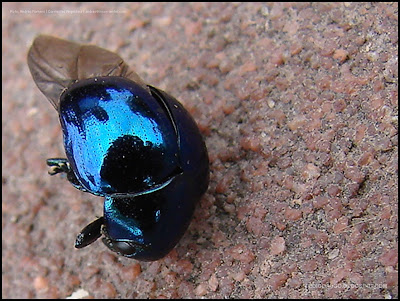 TEDIGOALGO: Insecto brillante ( shinny insect )
