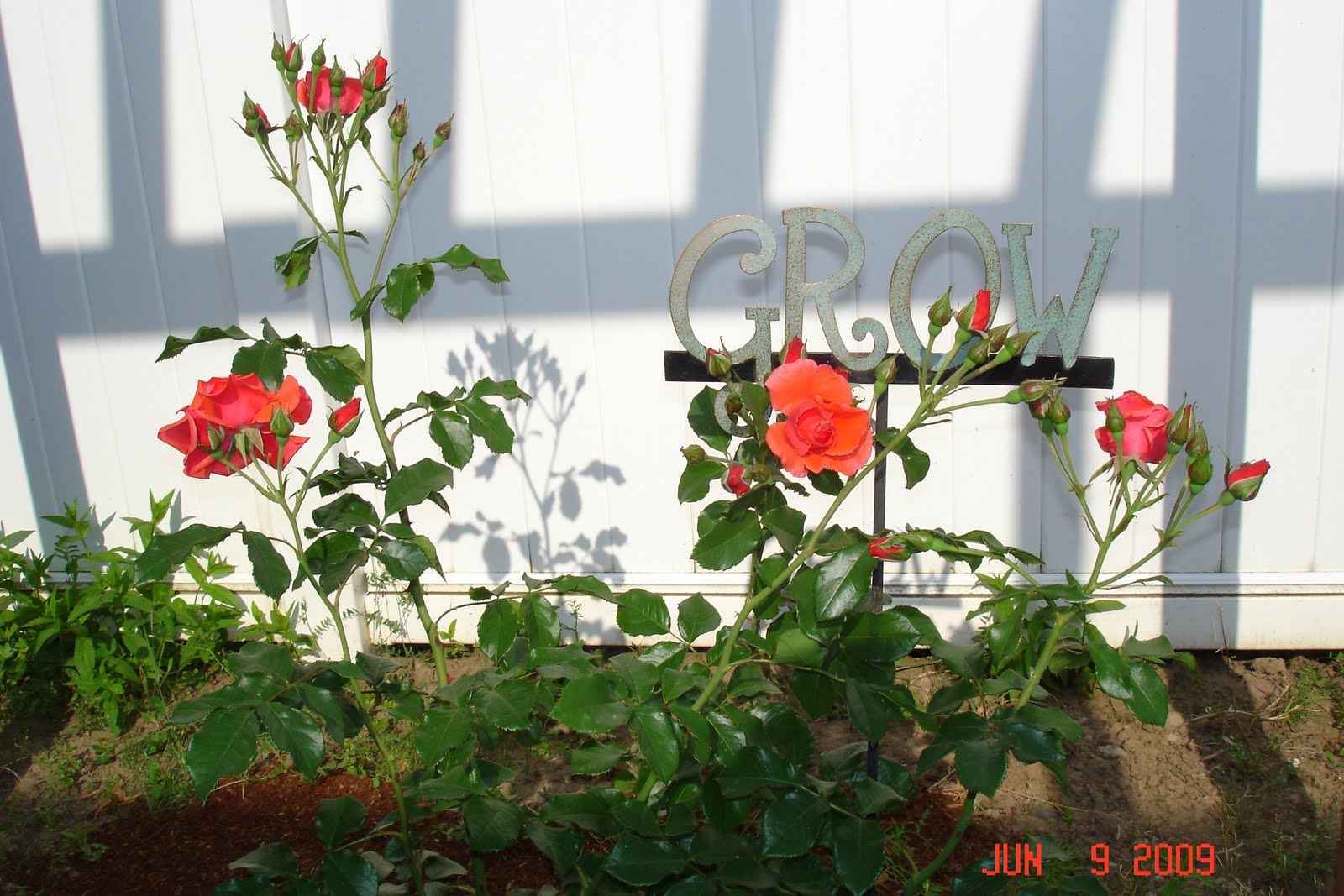 The Early Morning Poet: Roses from Reuben