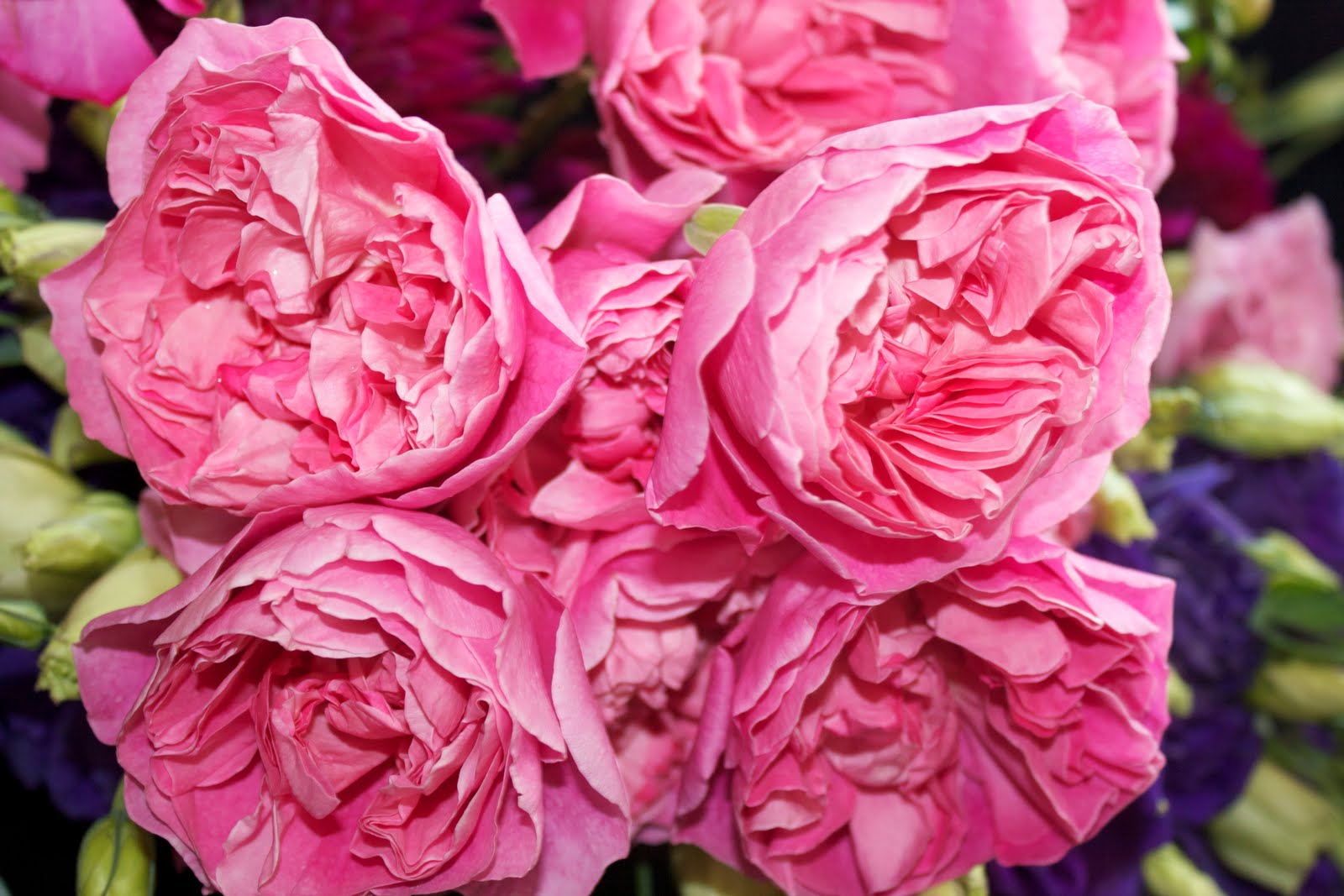 Meet Phoebe and Patience | Craft and Couture