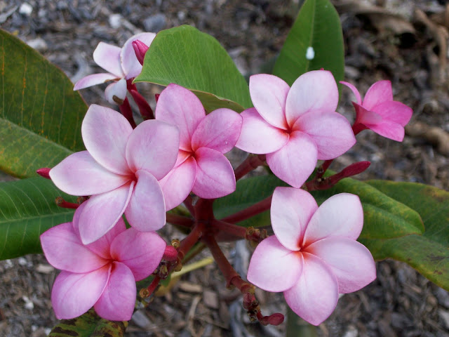 Patchwork Garden: Riviera Maya....Flora & Fauna