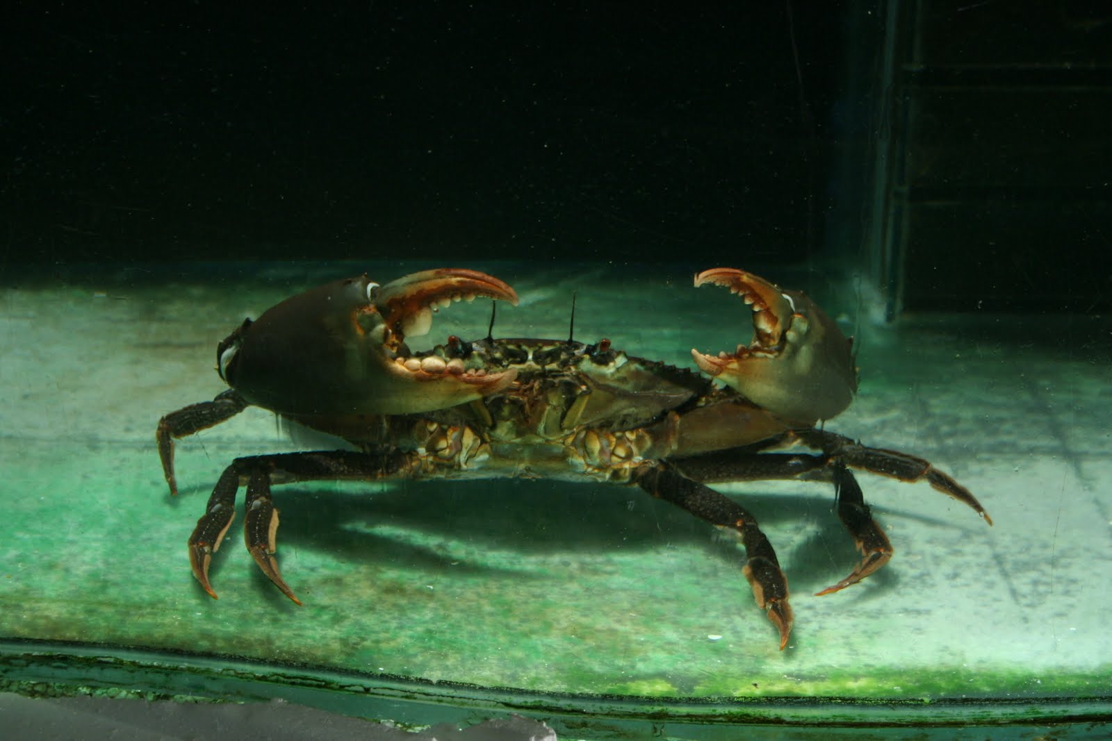 The Best Seafood Tour In Malaysia: Unique Seafood Group