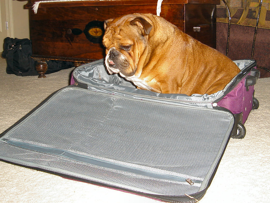 Puppy Gal's English Bulldogs: Mr. Grumpy (English bulldog from Puppy Gal)