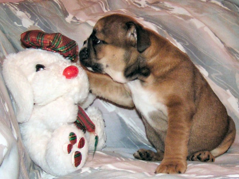 Puppy Gal's English Bulldogs: Mr. Grumpy (English bulldog from Puppy Gal)