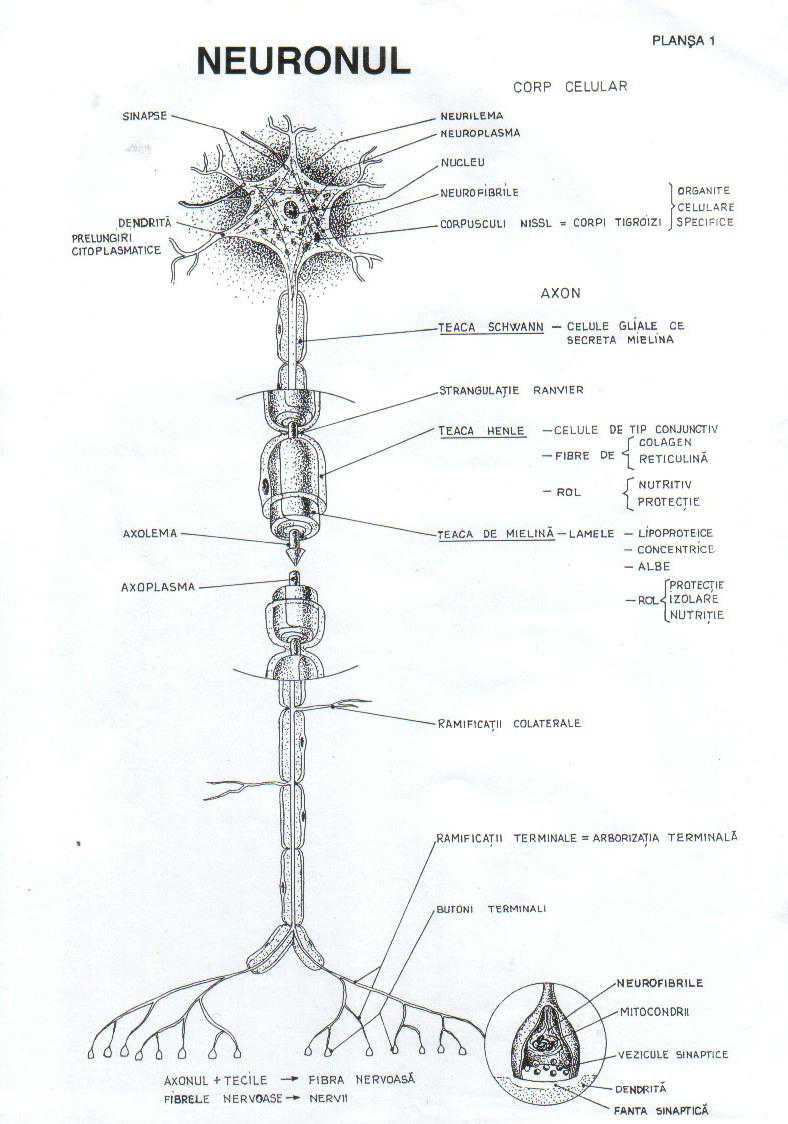 Curiozitati: Neuronul