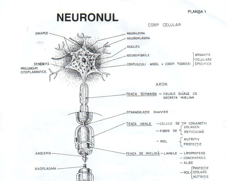 Curiozitati: Neuronul