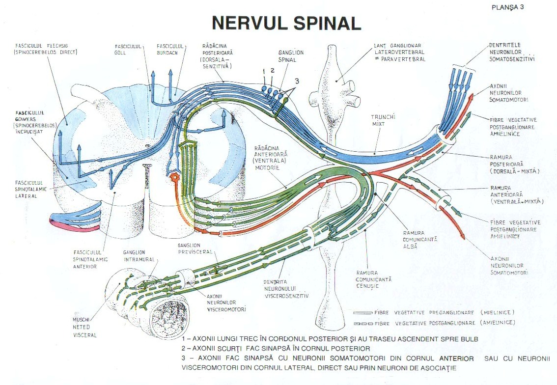 Curiozitati: Nervul spinal
